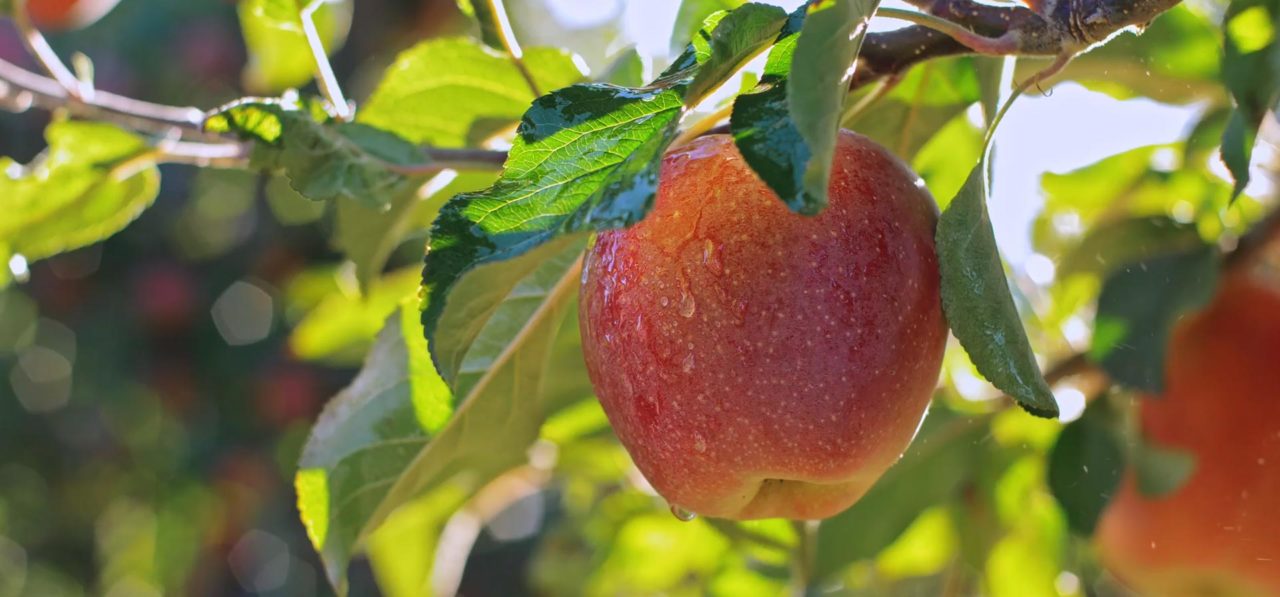 Strona główna - Siltac